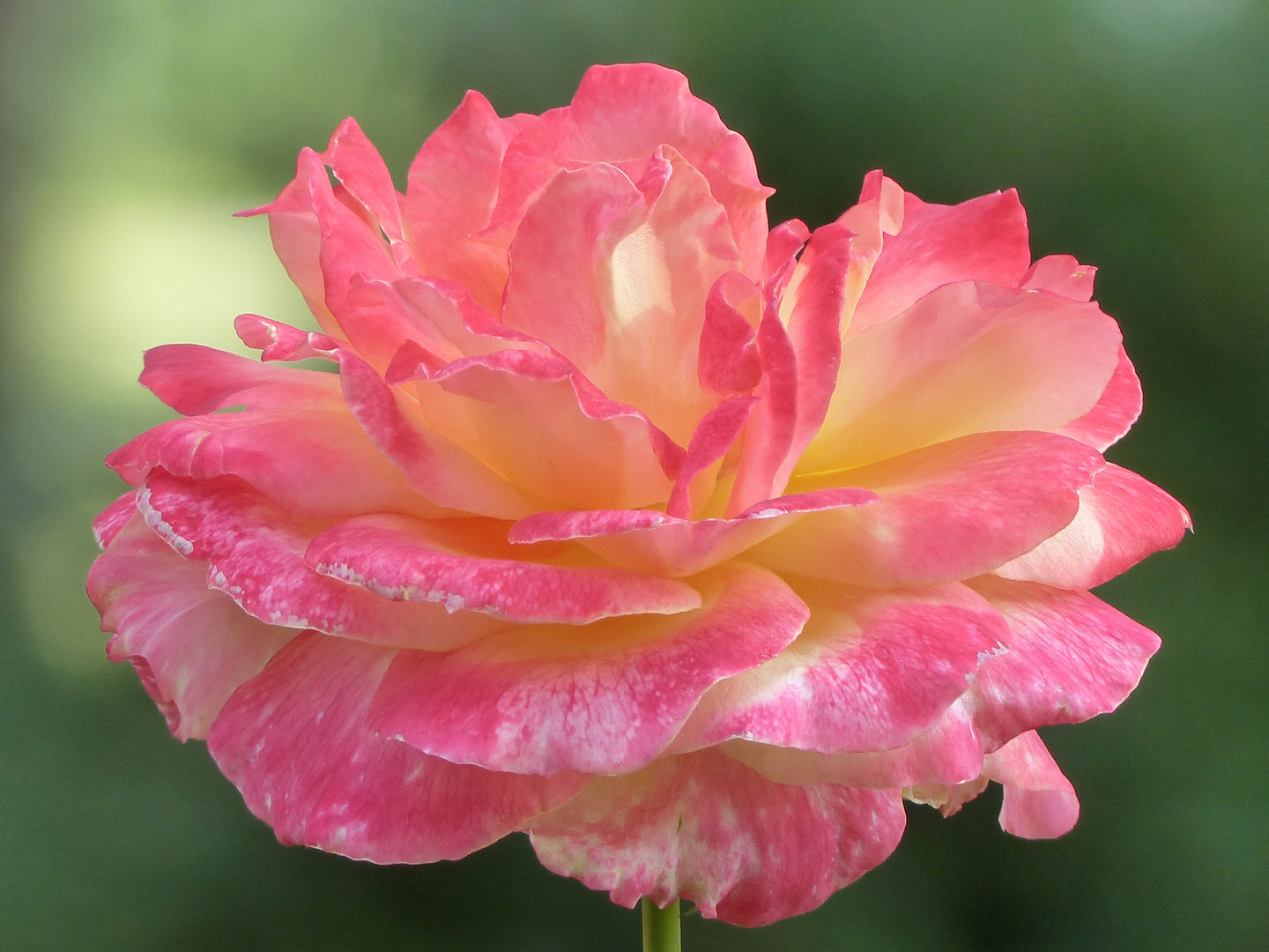 - Rose im Alter - Foto & Bild | pflanzen, pilze & flechten, blüten ...