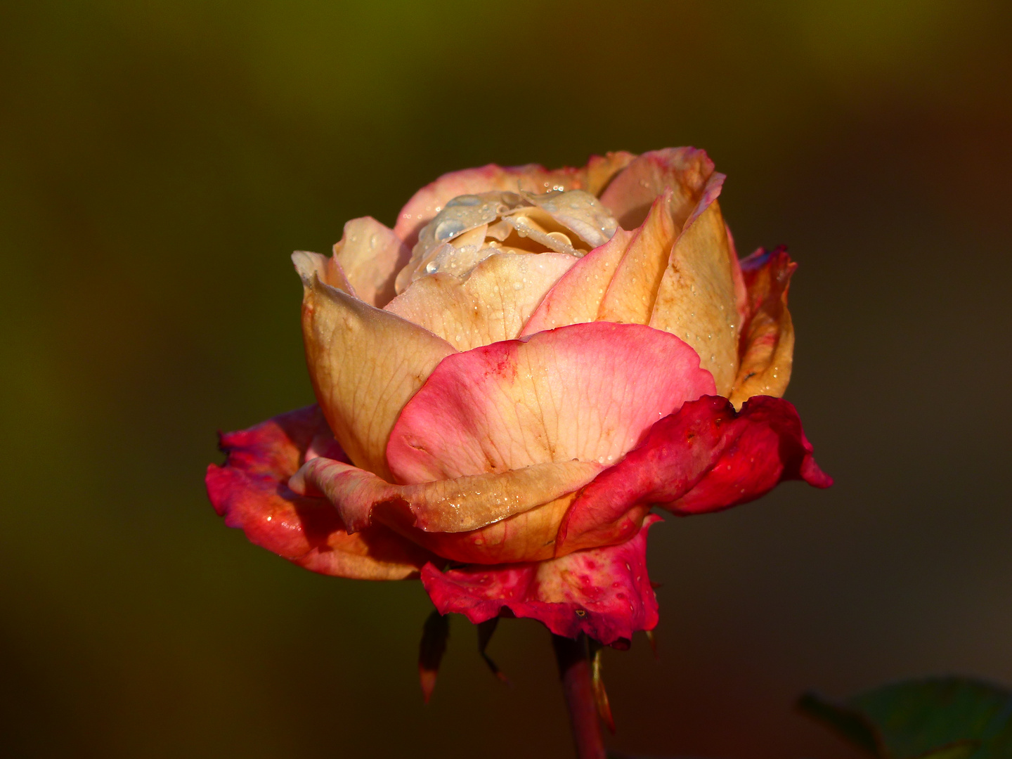 - Rose im Alter - Foto & Bild | pflanzen, pilze & flechten, blüten ...