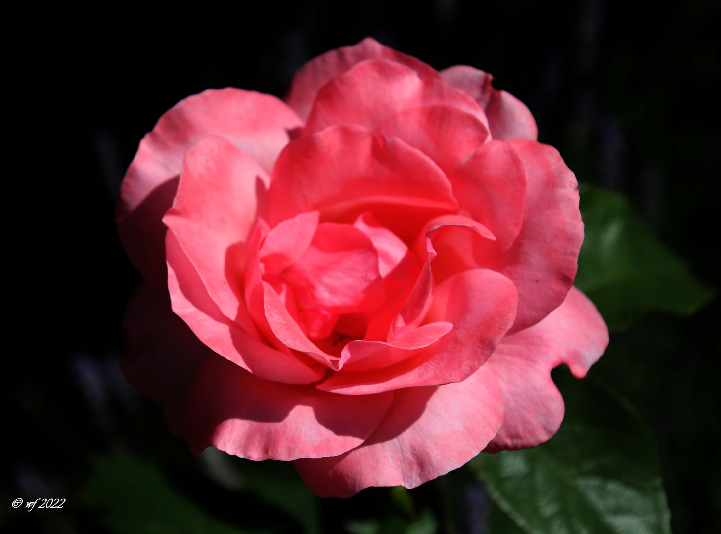 Rose im September Foto & Bild | pflanzen, pilze & flechten, landschaft ...