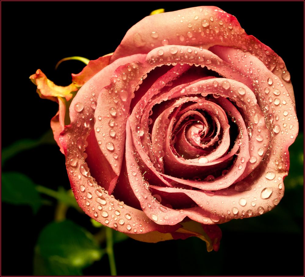 Rose in Altrosa Foto & Bild | pflanzen, pilze & flechten, blüten ...