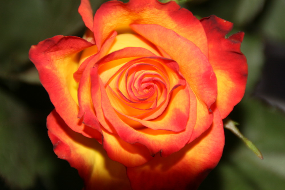 Rose in zwei Farben Foto & Bild | pflanzen, pilze & flechten, blüten ...