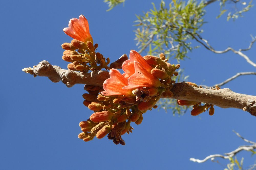 Rose Kimberley Foto & Bild | world, winter, baum Bilder auf fotocommunity