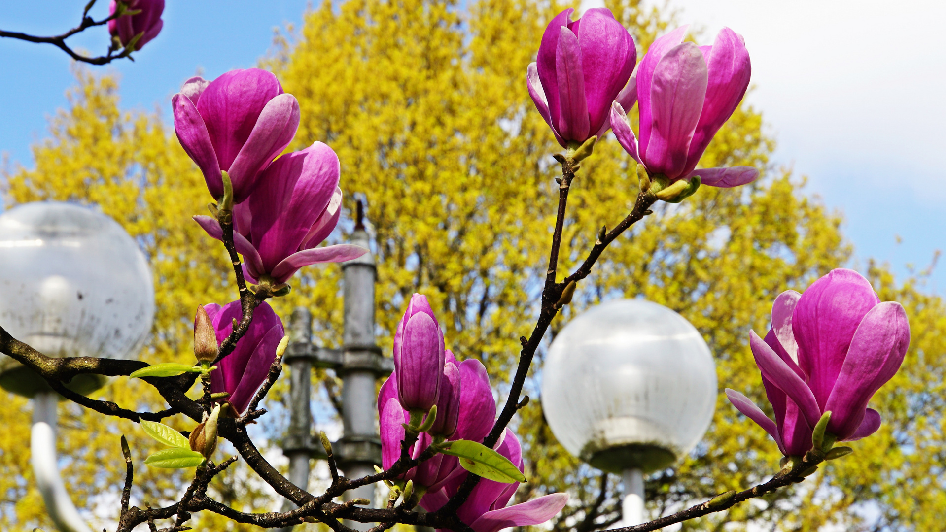 Rose Magnolia.... photo et image | nature, fleurs, arbres Images ...