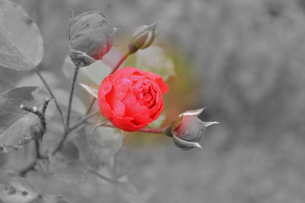 Rose mal anders Foto & Bild | anfängerecke - nachgefragt, natur Bilder ...