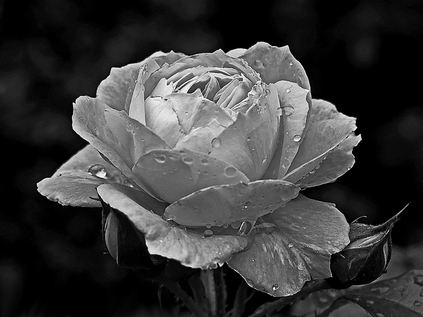 Rose mal in S/W Foto & Bild | natur, pflanzen, blüten Bilder auf ...