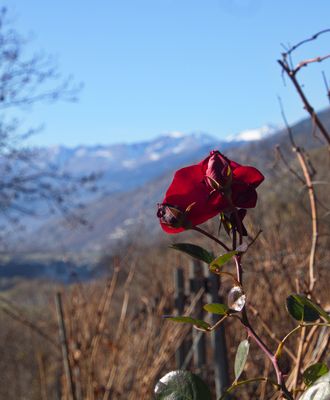 Rosen Bilder & Fotos