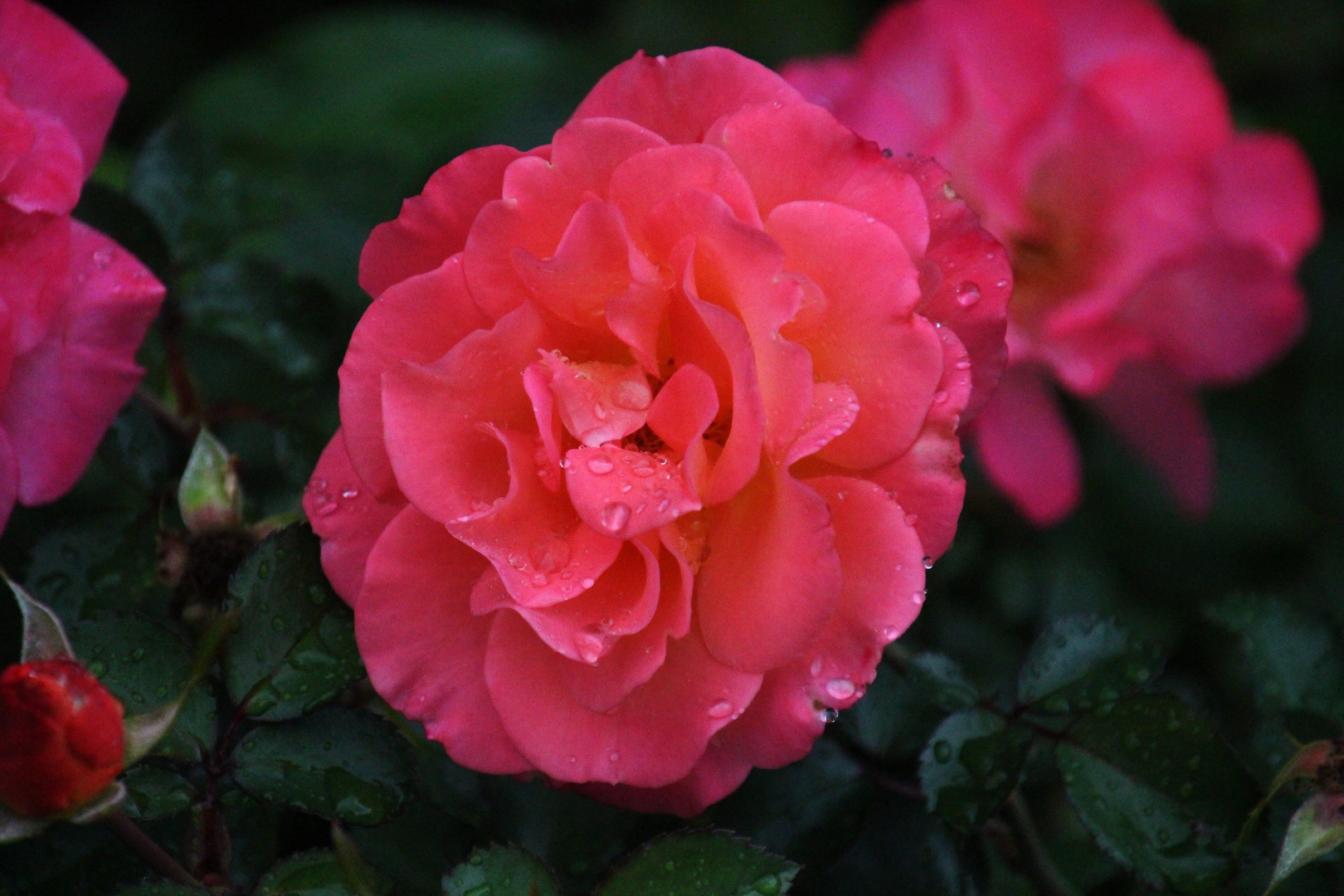 Rose mit Regentropfen Foto & Bild | natur, landschaft, pflanzen Bilder ... Rose mit Regentropfen Foto & Bild | natur, landschaft, pflanzen Bilder ...