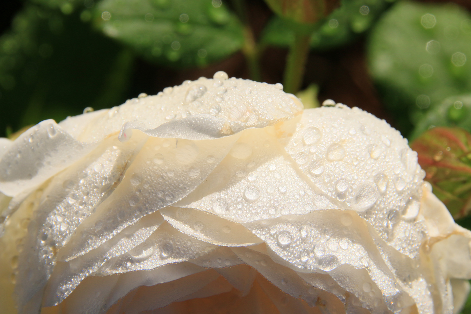 Rose mit Regentropfen Foto & Bild | pflanzen, pilze & flechten, blüten ... Rose mit Regentropfen Foto & Bild | pflanzen, pilze & flechten, blüten ...