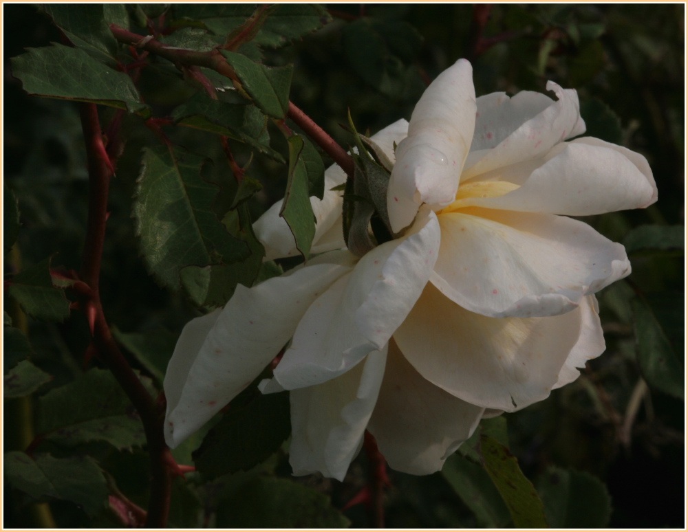 Rose mit Rilke Foto & Bild | pflanzen, pilze & flechten, blüten ...