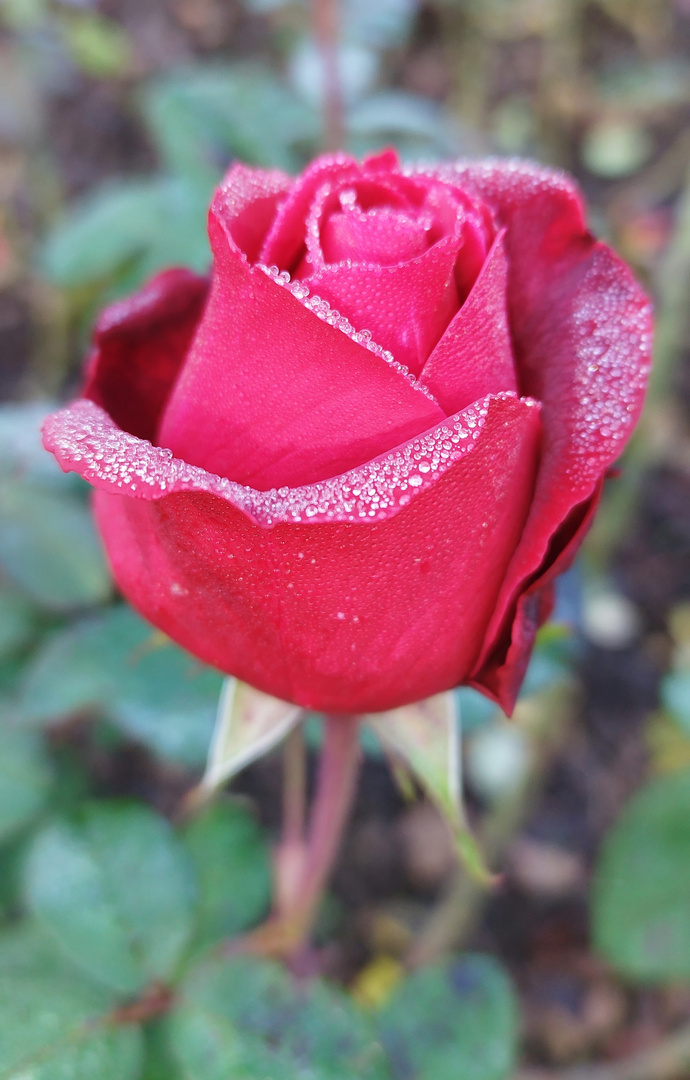 Rose mit Tau - Rosengarten in Zweibrücken - IMG_20221010_130455 Foto ...