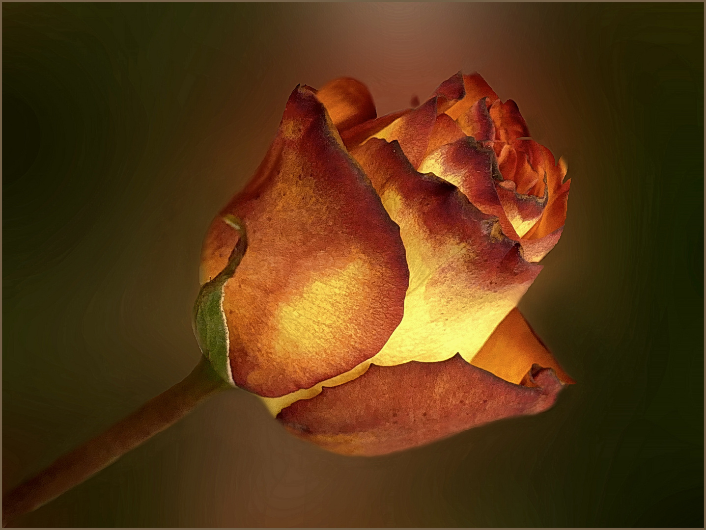 Rose Morena Foto & Bild | macro , macro, stillleben Bilder auf ...