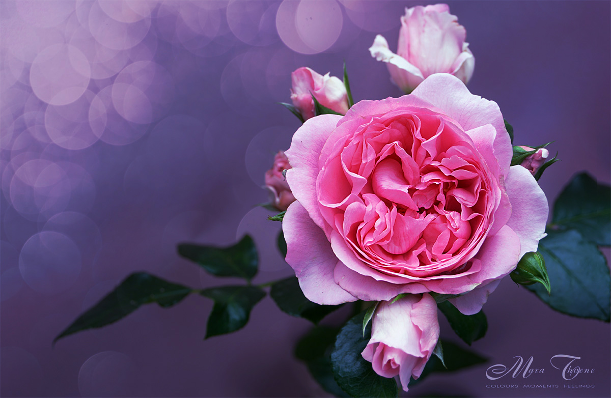 Rose Mother with her Kids Foto & Bild | natur-kreativ ...