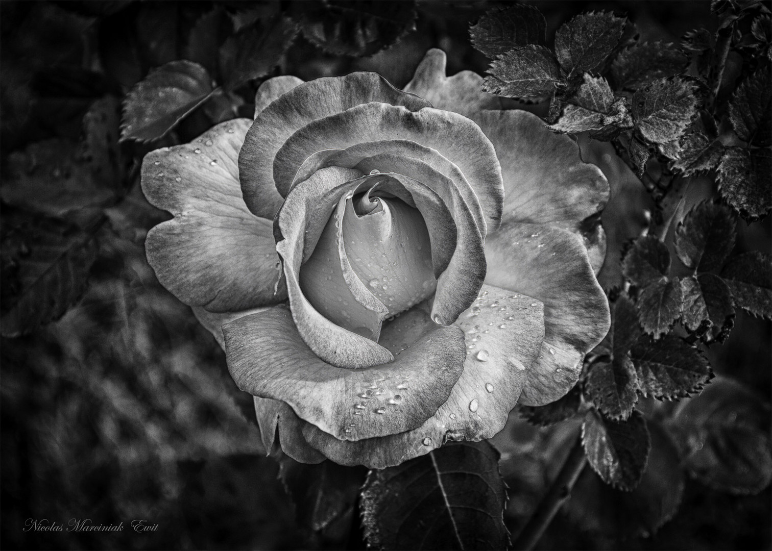 Rose NB photo et image | fleurs, roses, nature & paysages Images ...