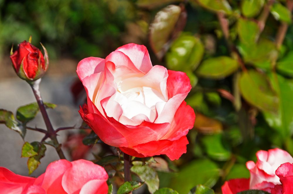 Rose Nostalgie "im Bilde" Foto & Bild | pflanzen, natur, morgenlicht ...