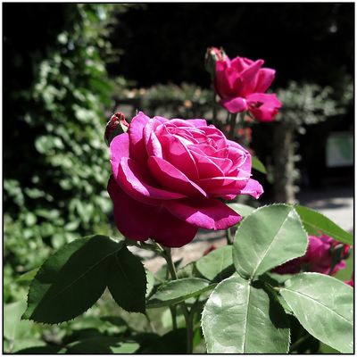 Rosen Bilder & Fotos