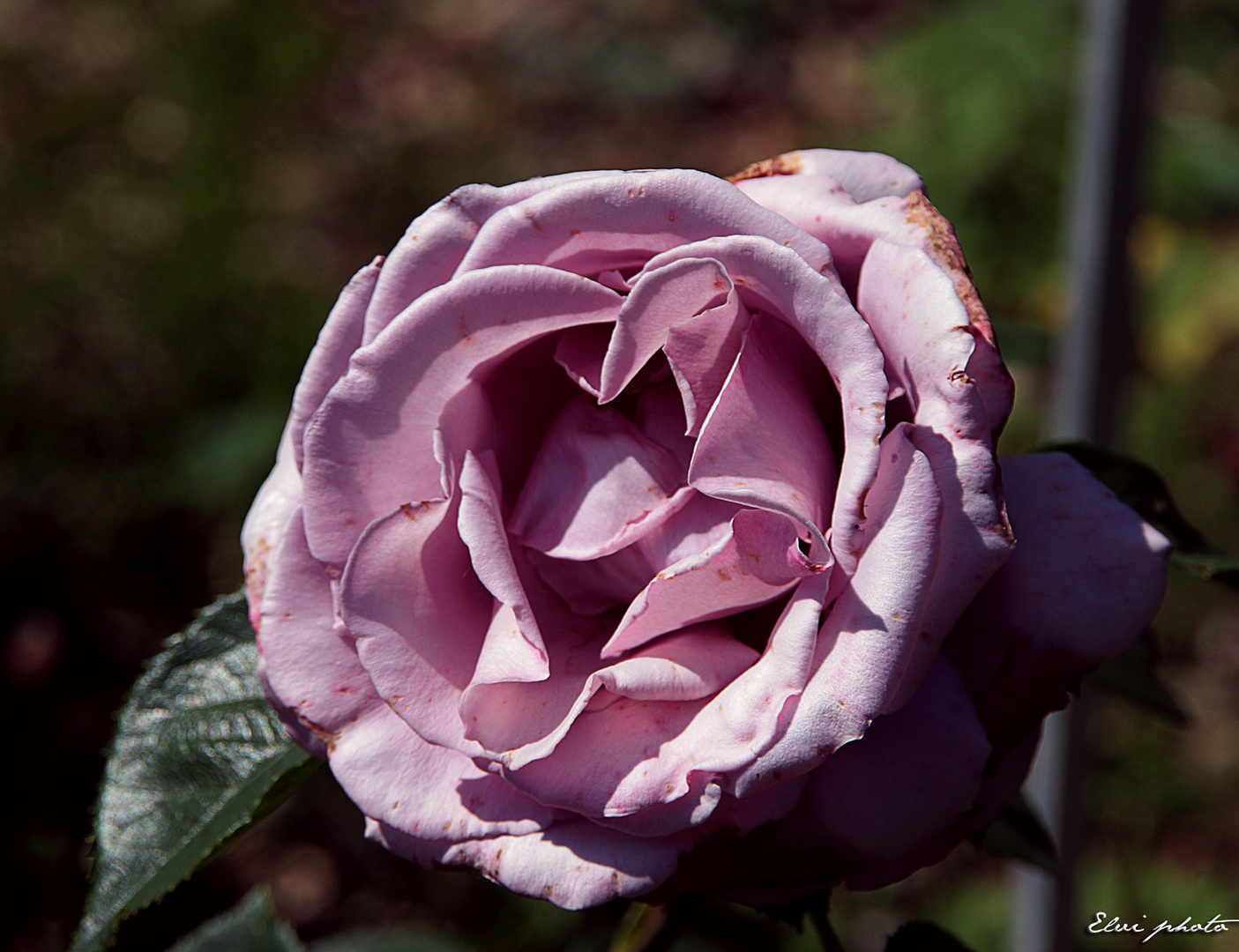 rose parme photo et image | nature, fleurs, roses Images fotocommunity