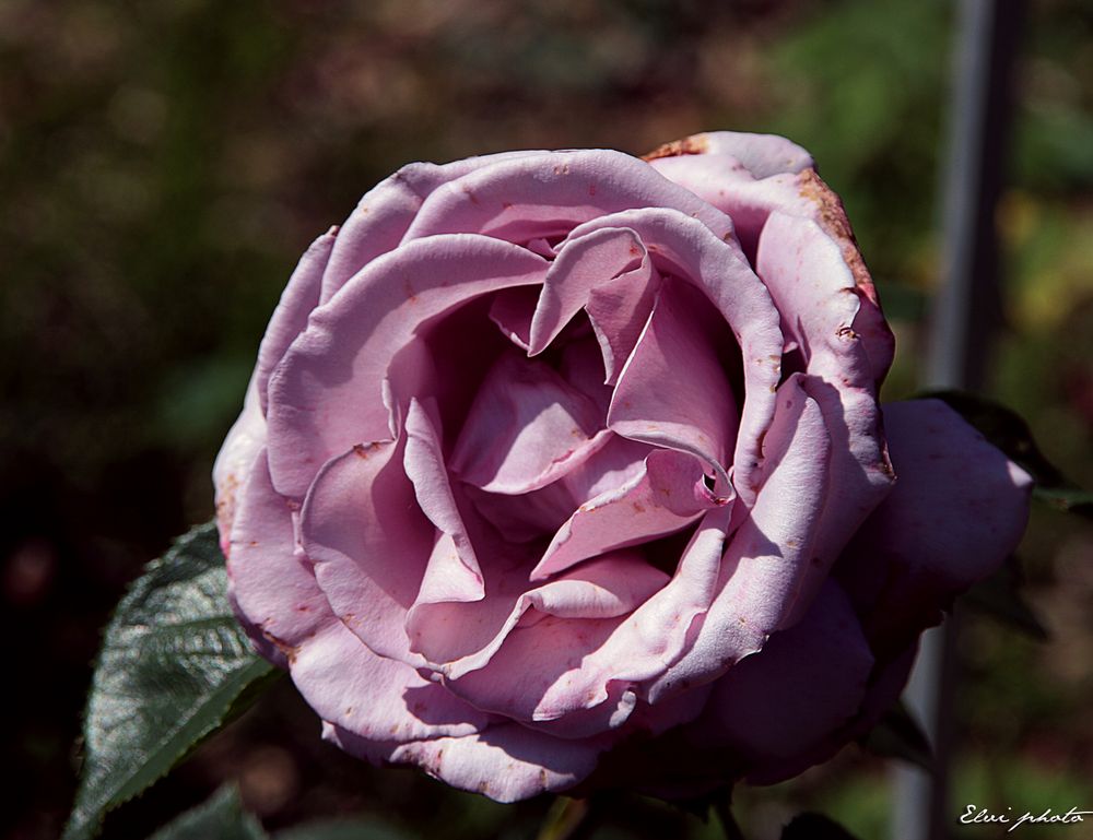 rose parme photo et image | nature, fleurs, roses Images fotocommunity