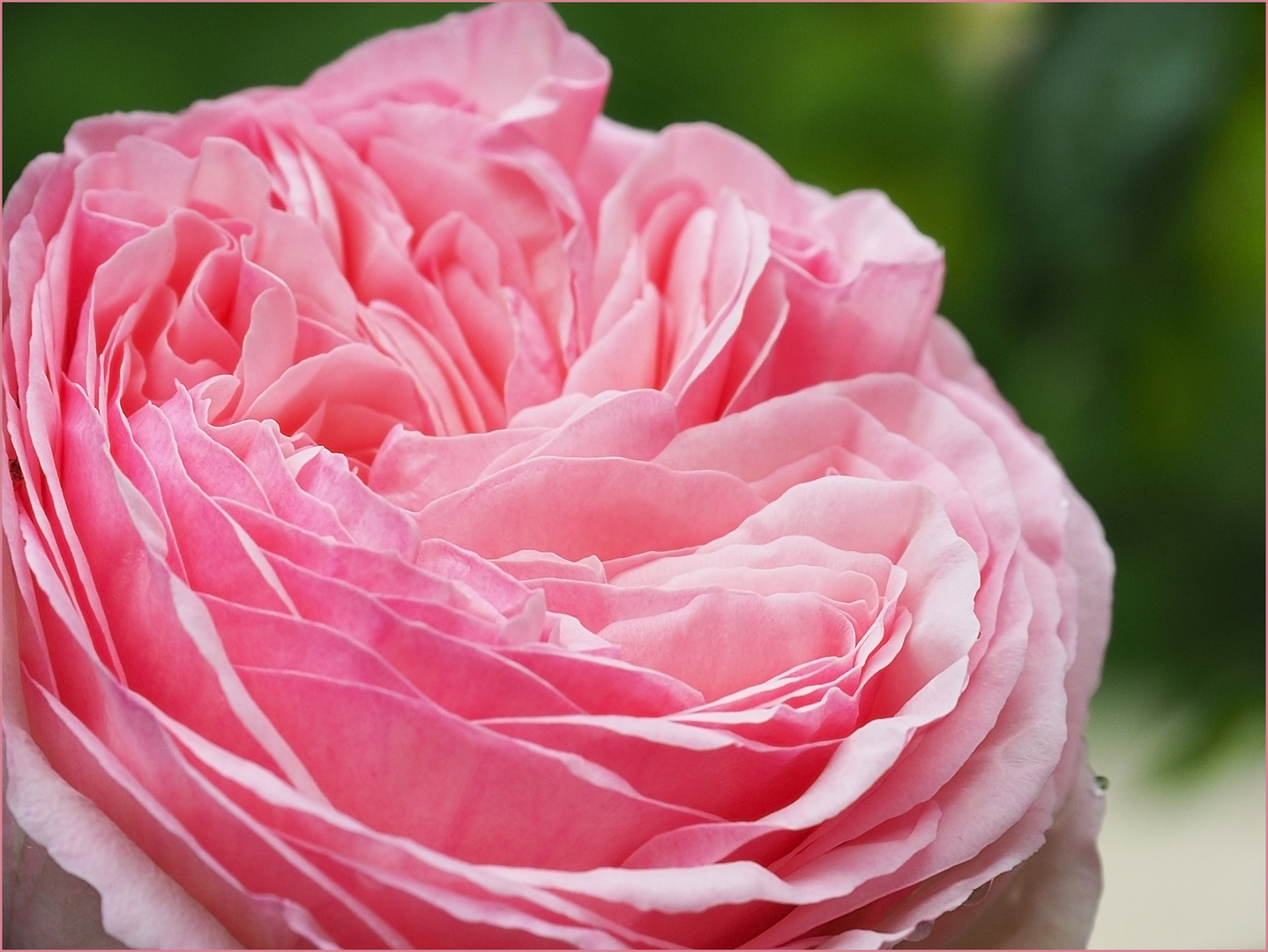 Rose Pierre de Ronsard photo et image | natur, pflanzen, fleurs Images ...