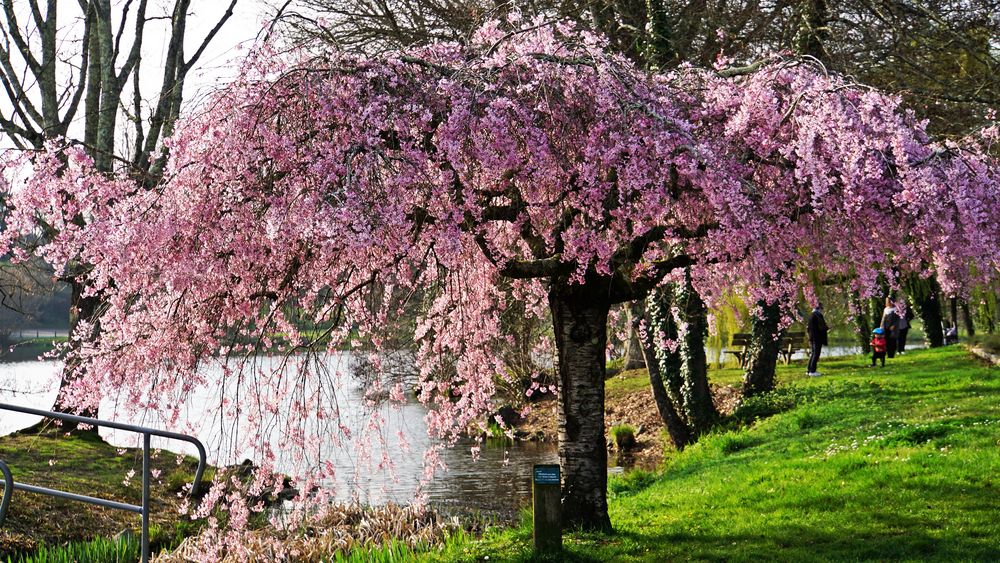 Rose printemps..... photo et image | arbres, nature, printemps Images ...