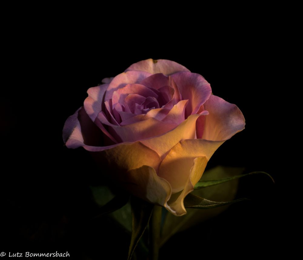 Rose Rosa Weiss 3 Foto & Bild | pflanzen, pilze & flechten, blüten ...