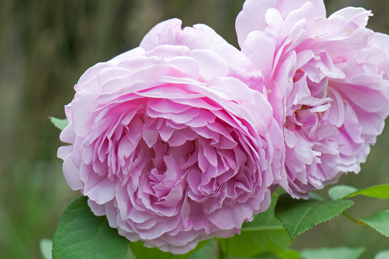 Rosé Rosen Foto & Bild | pflanzen, pilze & flechten, blüten ...