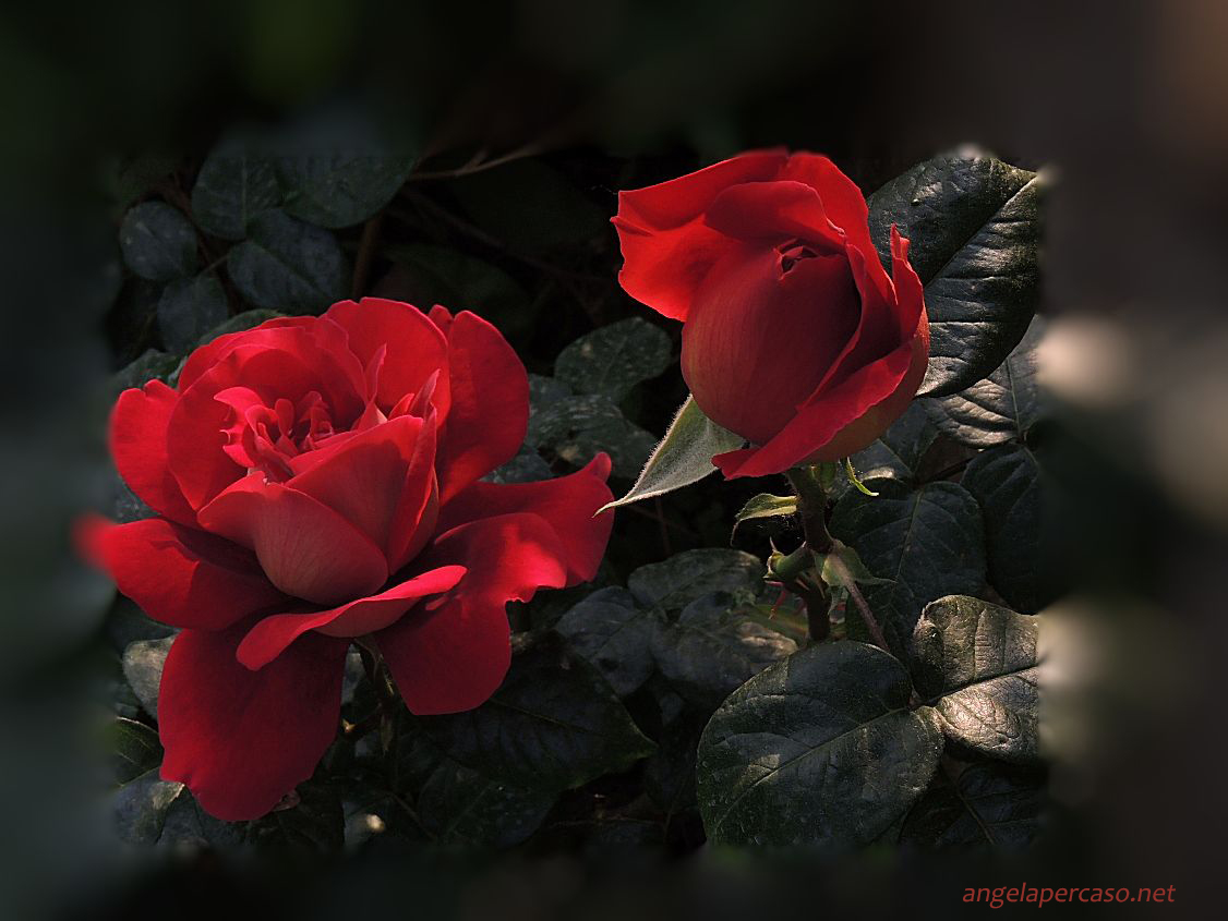 rose rosse Foto % Immagini| macro e close up, macro fiori e piante ...