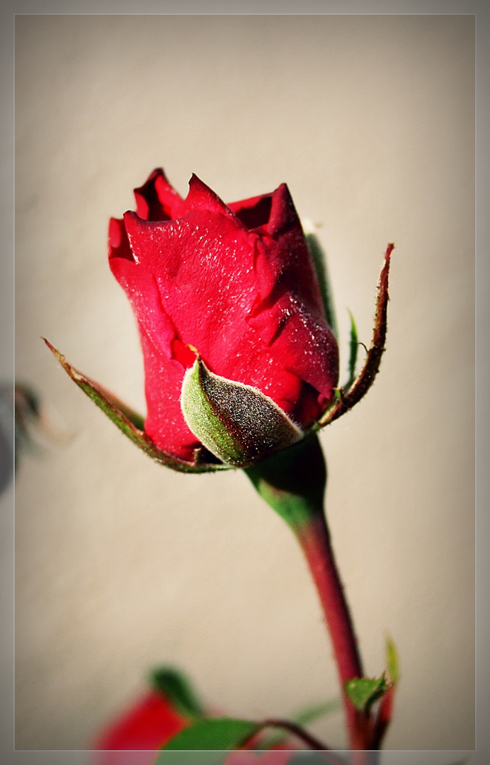 Rose Rot Foto & Bild | pflanzen, pilze & flechten, blüten ...