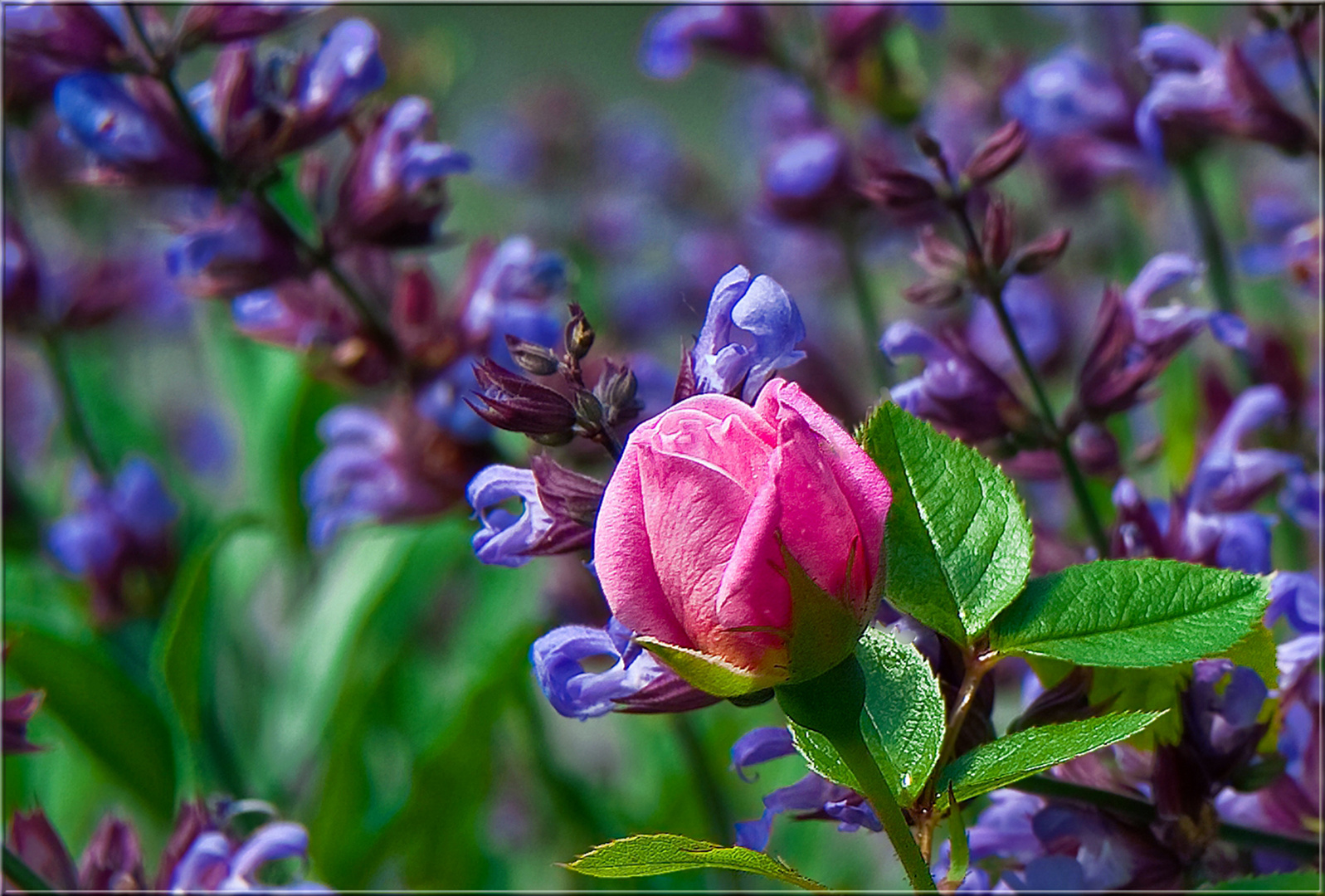 Rose Sauge photo et image | fleurs, roses, macro Images fotocommunity