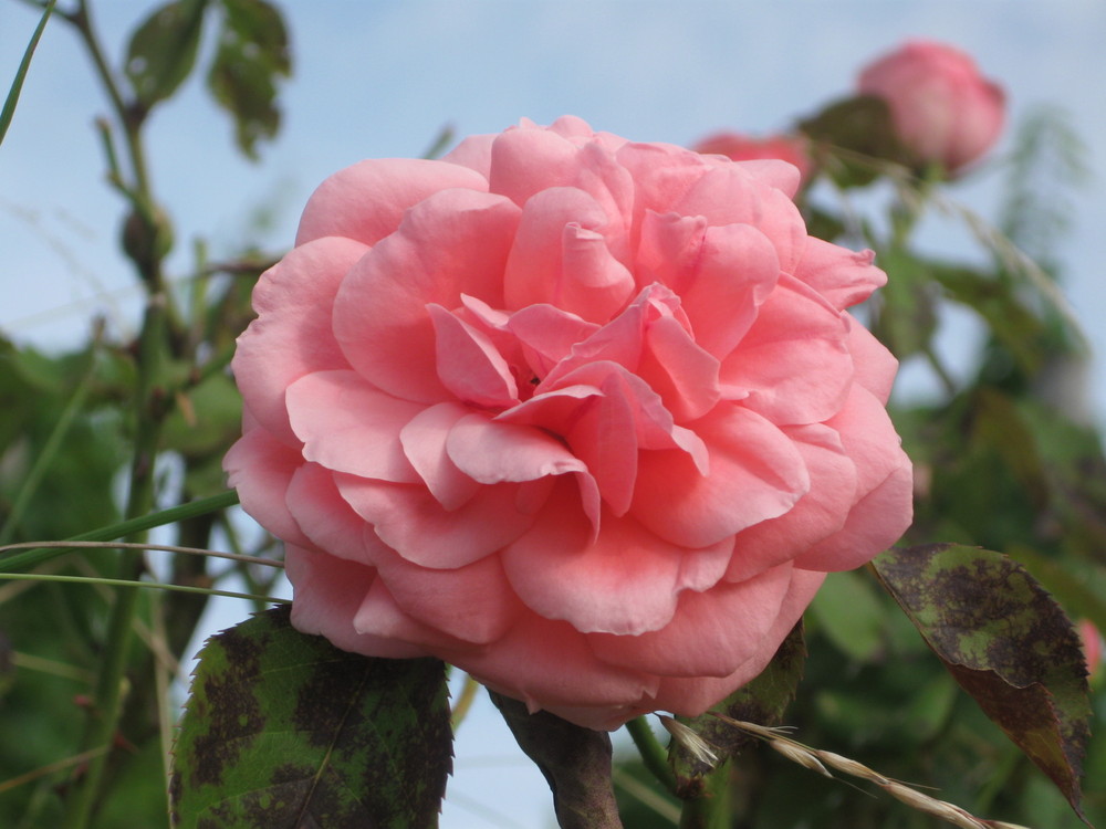 Rose Sauvage photo et image | fleurs, nature Images fotocommunity