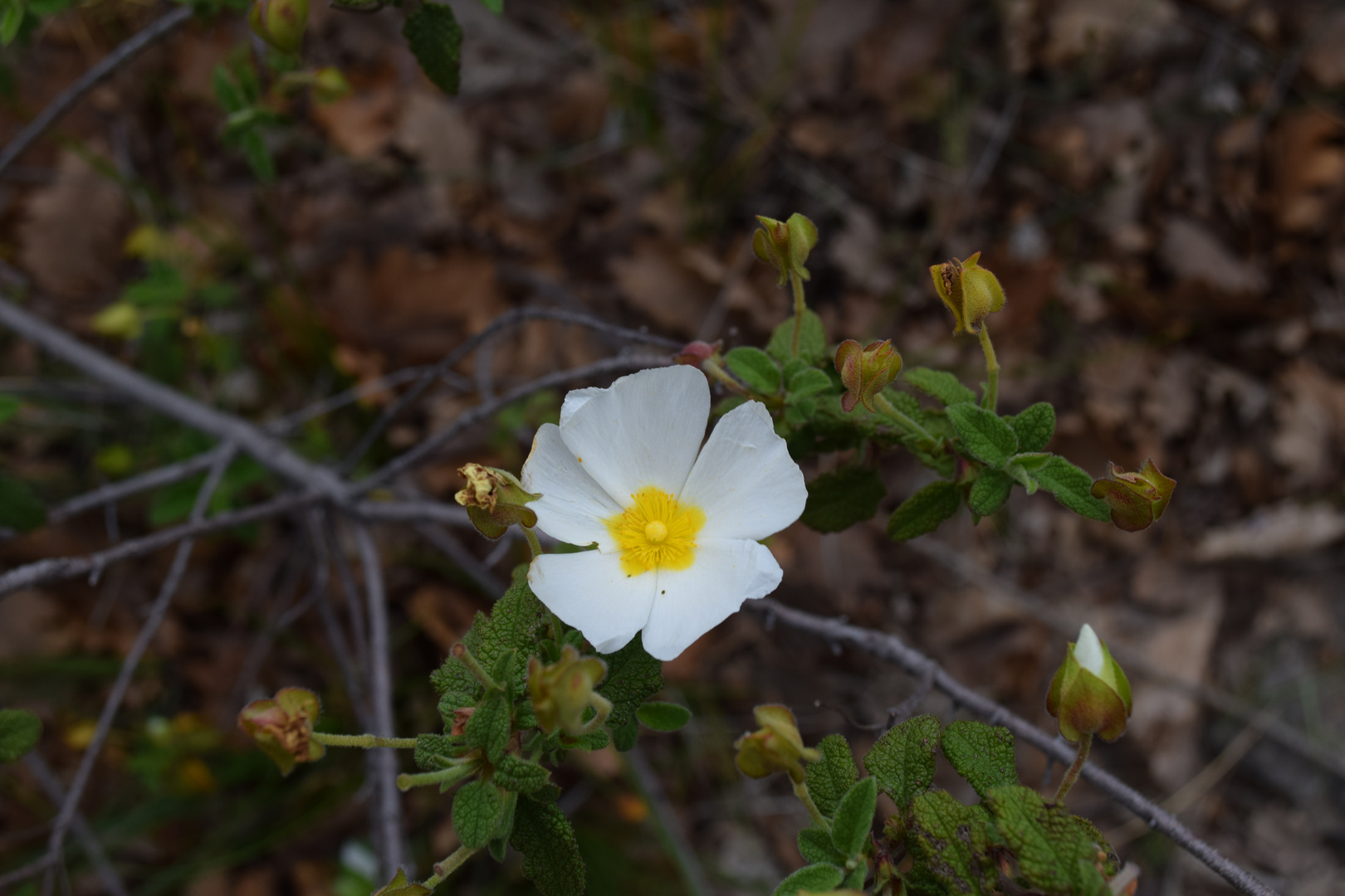 rose sauvage ou églantine photo et image | fleurs, roses, 04 05 2018 ...