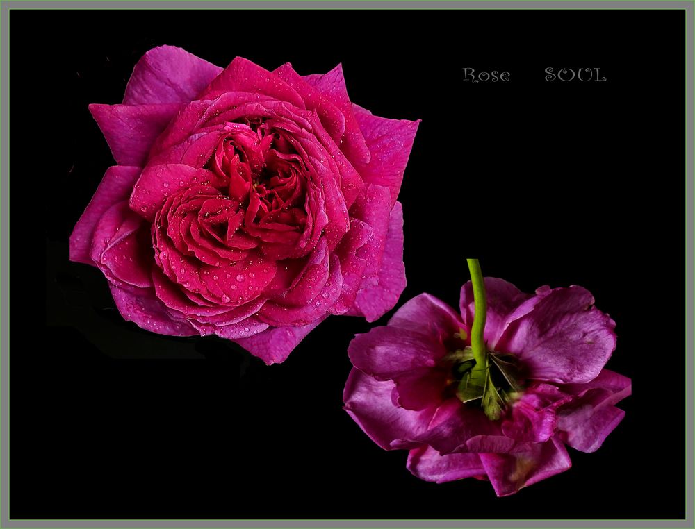 Rose SOUL Foto & Bild | macro , natur, macro Bilder auf fotocommunity