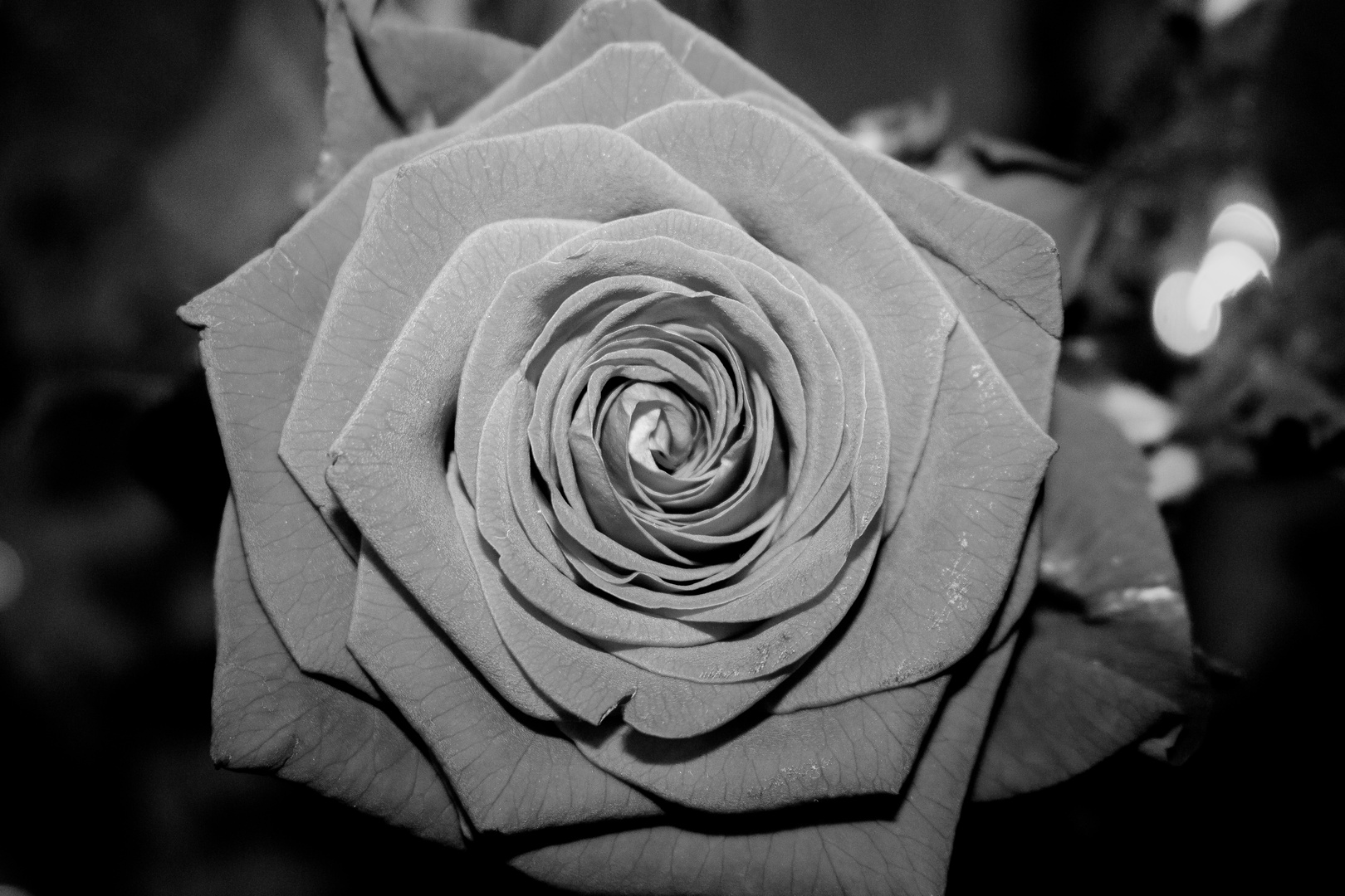 rose von oben Foto & Bild | stillleben, pflanzen, pilze & flechten ...