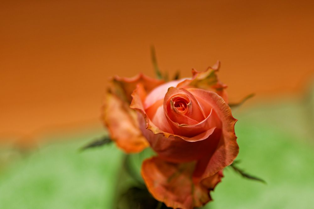 Rose von oben Foto & Bild | makro, natur, pflanzen Bilder auf fotocommunity