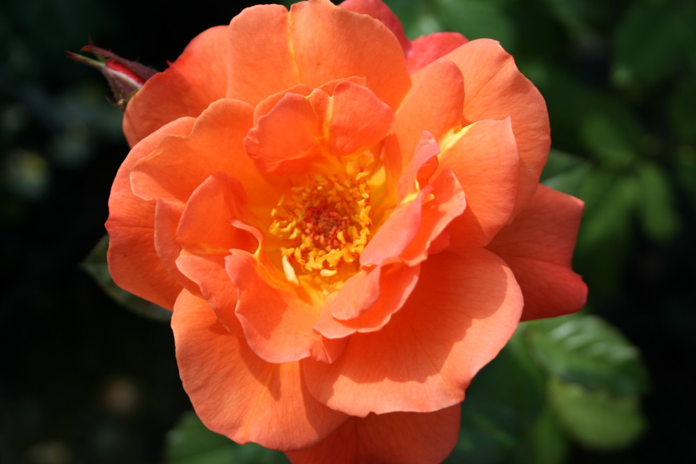 Rose Westerland Foto & Bild | pflanzen, pilze & flechten, blüten ...