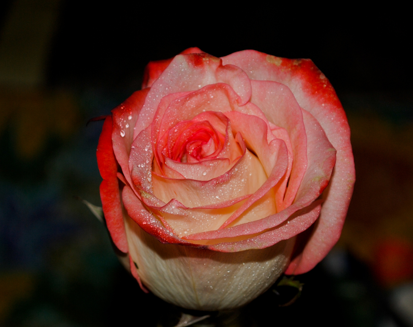 Rose zum Valentinstag 2 Foto & Bild | bäume, blüten, rose valentinstag ...