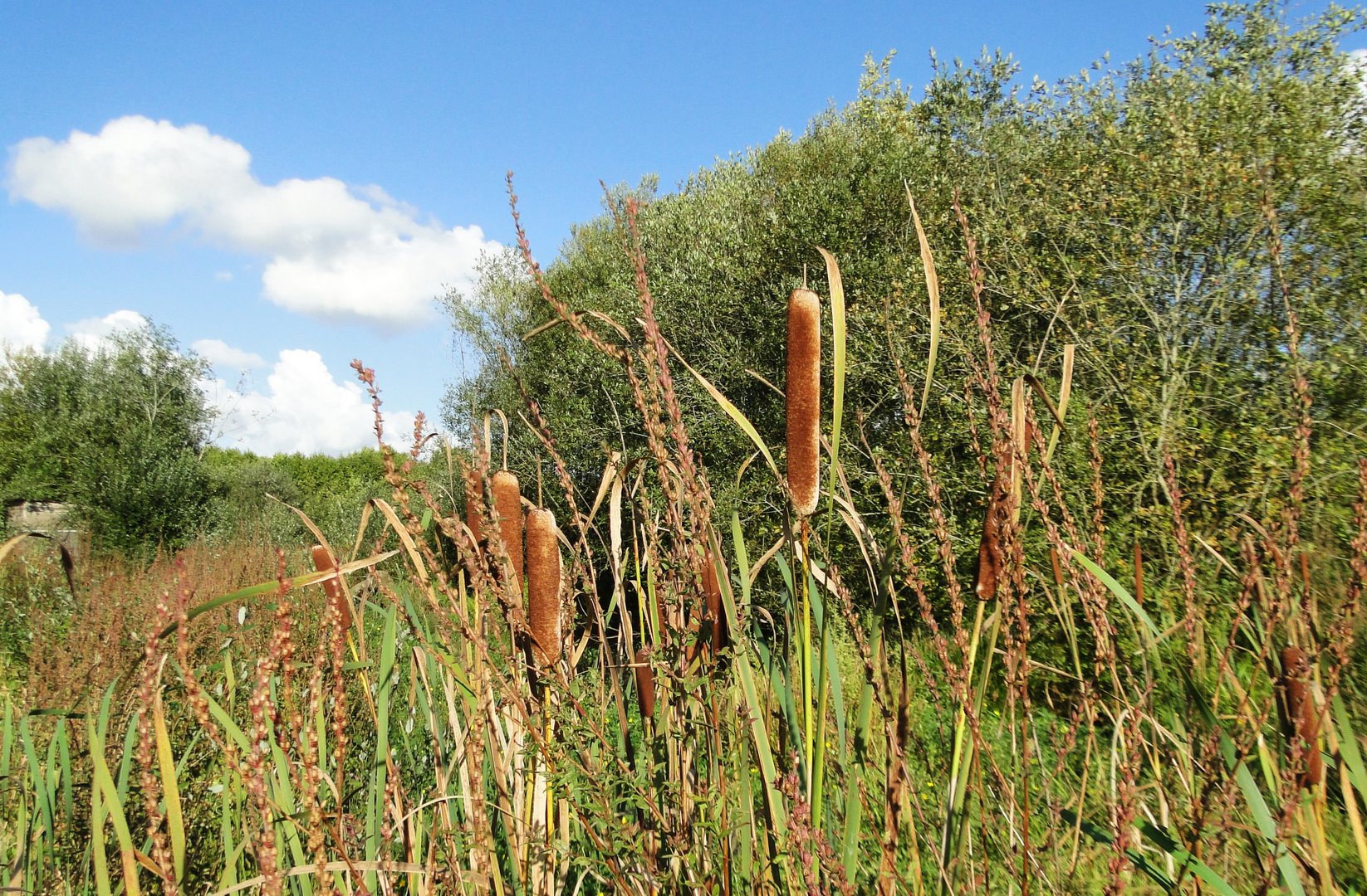Roseaux.... photo et image | paysages, paysages de campagne, roseaux ...