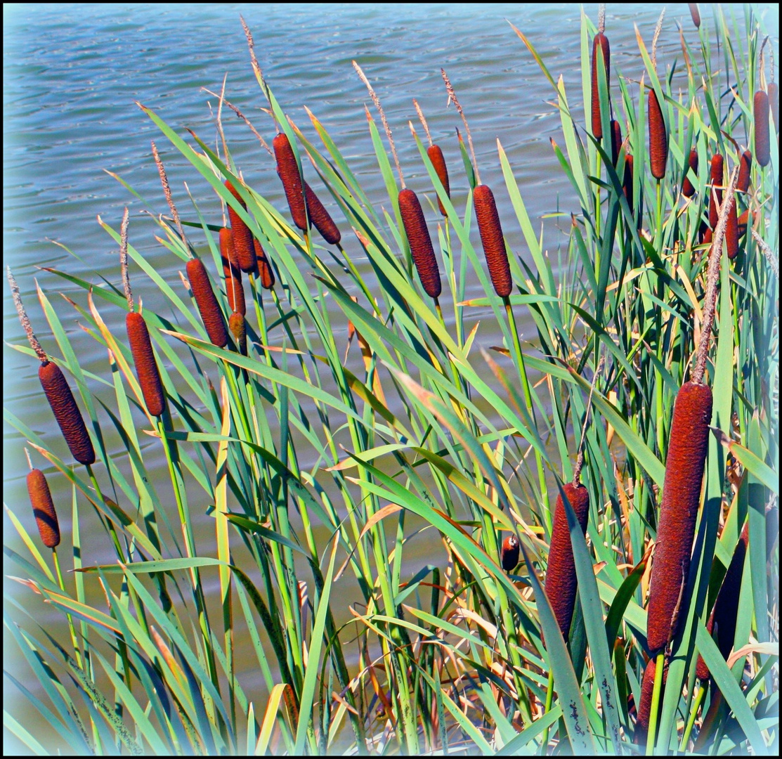 Roseaux photo et image | divers, vision artistique, documentaire Images ...
