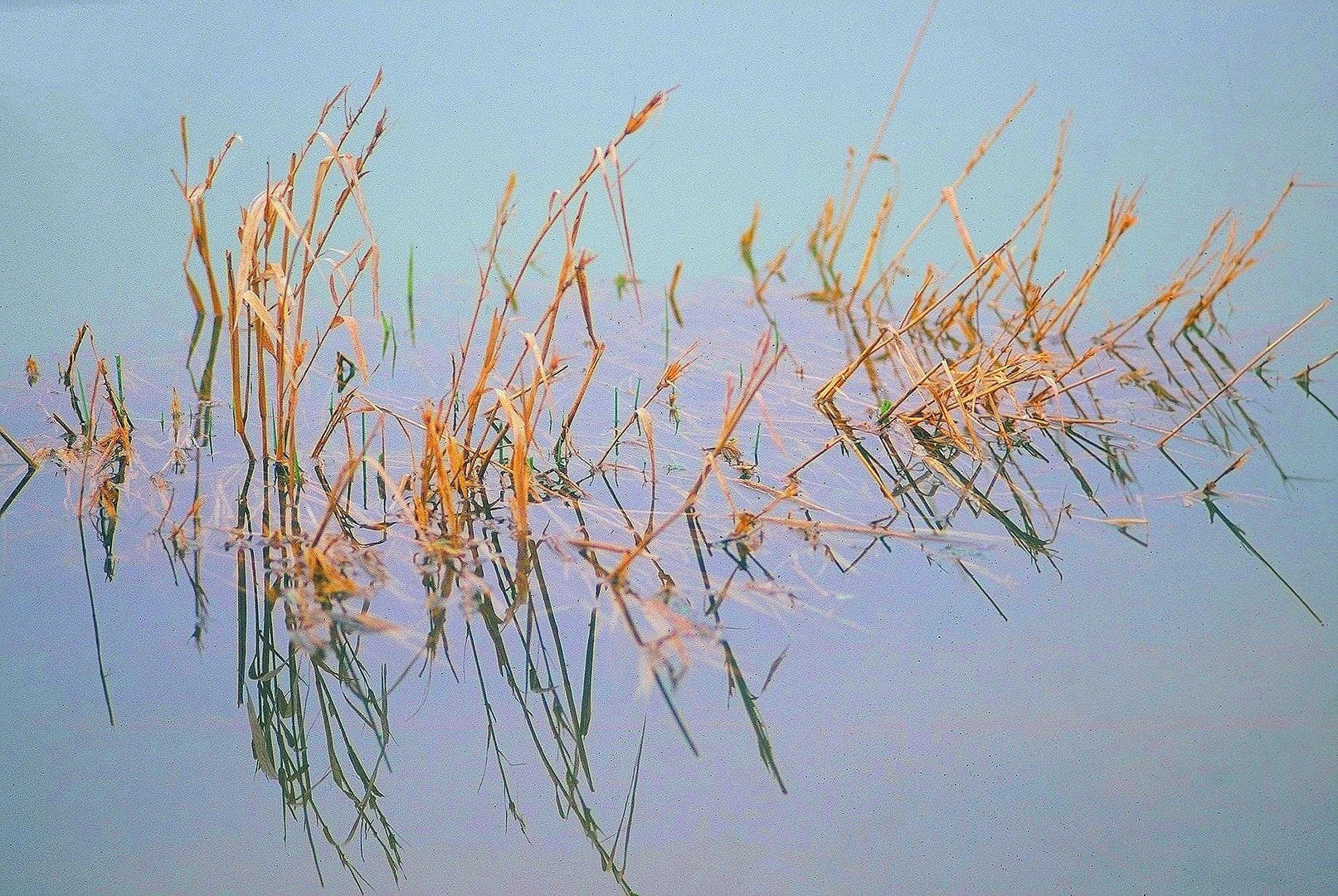 Roseaux photo et image | nature abstraite, nature Images fotocommunity