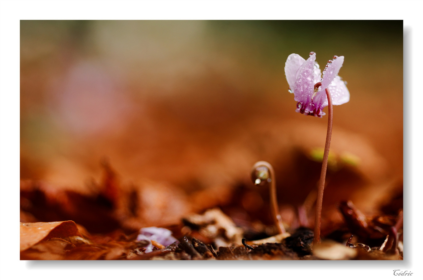 Rosée d'automne photo et image | macro nature, macro fleurs, nature ...