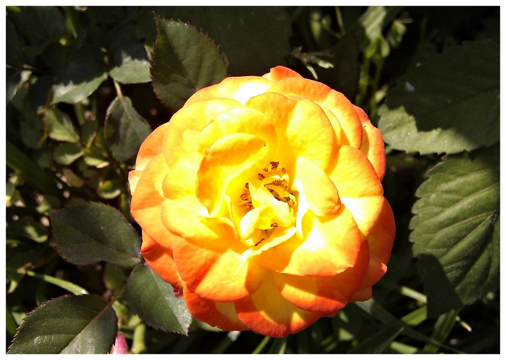 Rosellina bicolore Foto % Immagini| macro e close up, macro fiori e ...