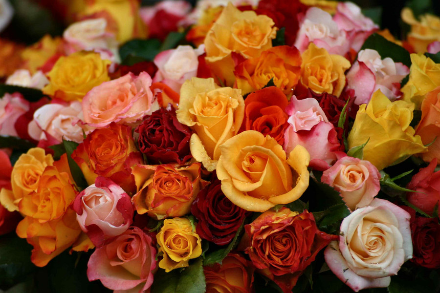 Rosen Foto & Bild | pflanzen, pilze & flechten, blüten- & kleinpflanzen ...