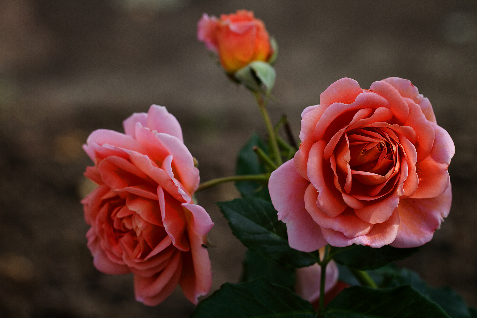 Rosen Foto & Bild | pflanzen, pilze & flechten, blüten- & kleinpflanzen ...
