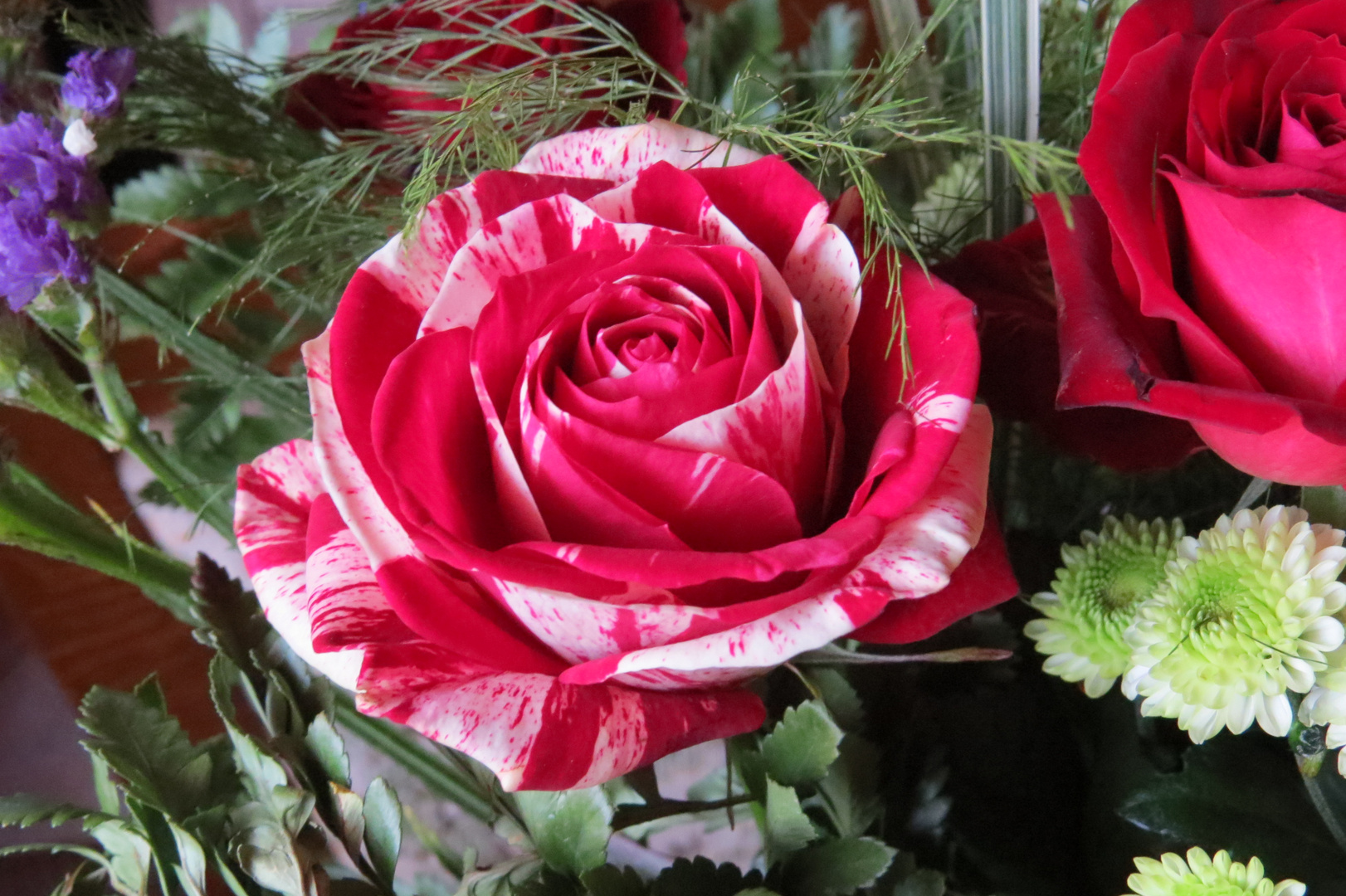 Rosen Foto & Bild | natur, pflanzen, rosen Bilder auf fotocommunity