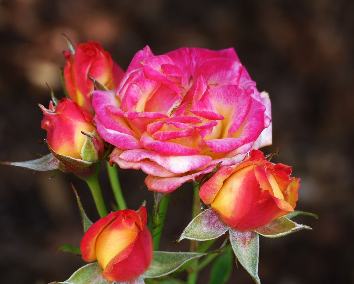 Rosen Foto & Bild | landschaft, pflanzen, blüten Bilder auf fotocommunity