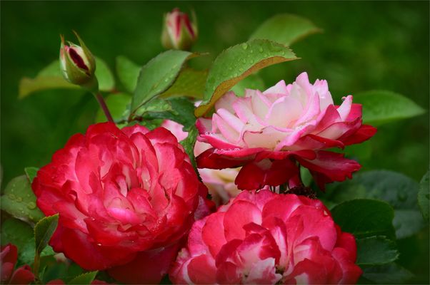 Rosen Bilder & Fotos