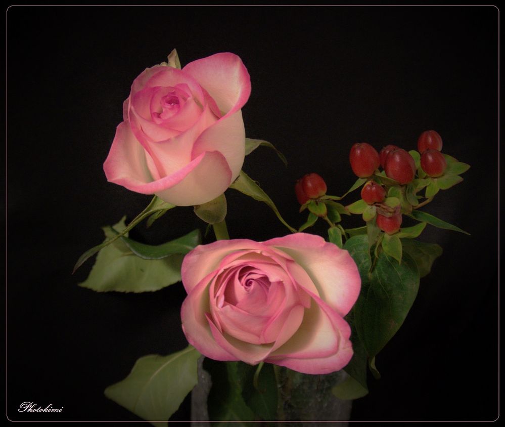 Rosen Foto & Bild | spezial, natur, pflanzen Bilder auf fotocommunity