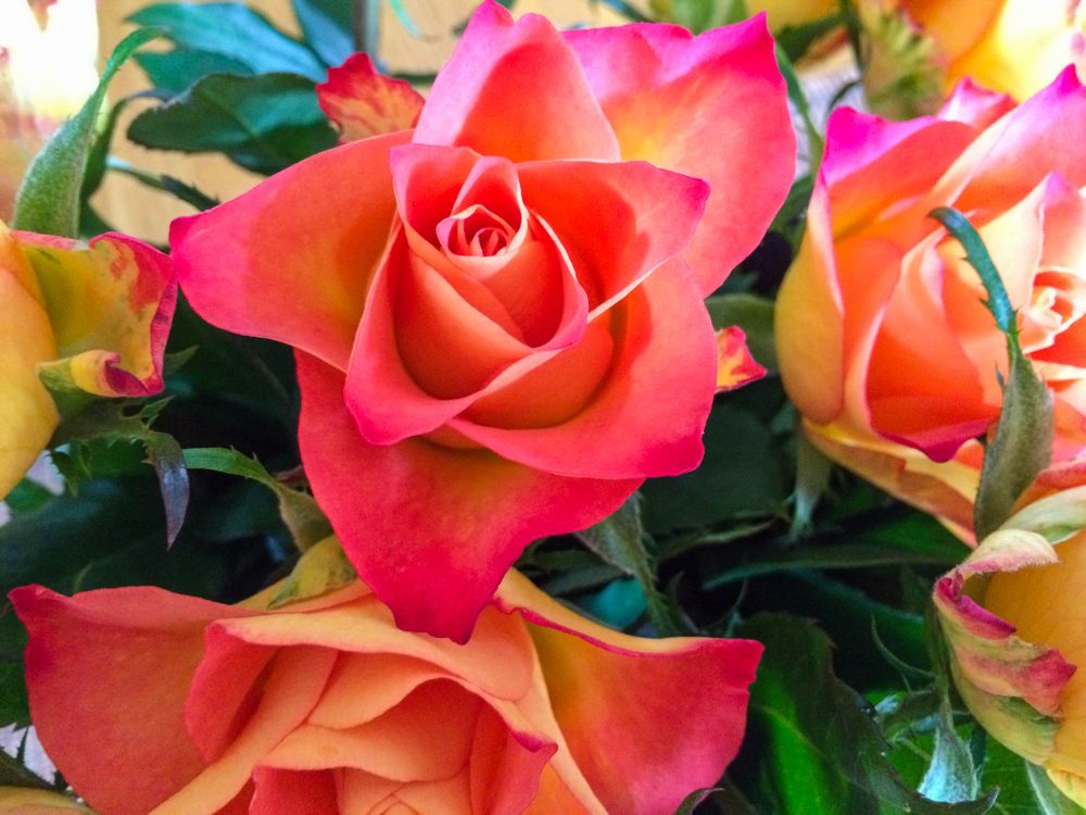 Rosen Foto & Bild | pflanzen, motive Bilder auf fotocommunity