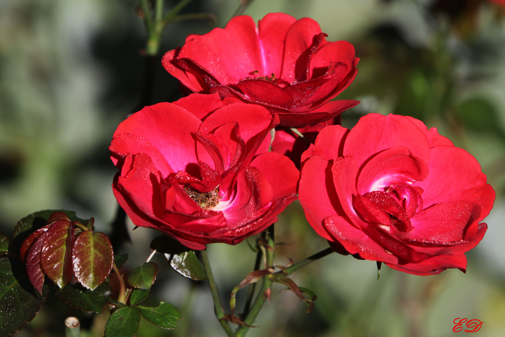 Rosen Foto & Bild | pflanzen, pilze & flechten, blüten- & kleinpflanzen ...