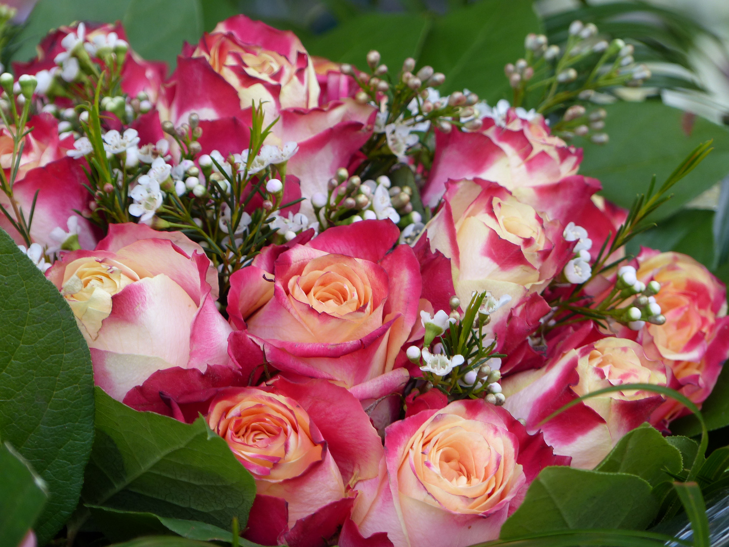 - Rosen als.... Foto & Bild | stillleben, pflanzen, pilze & flechten ...