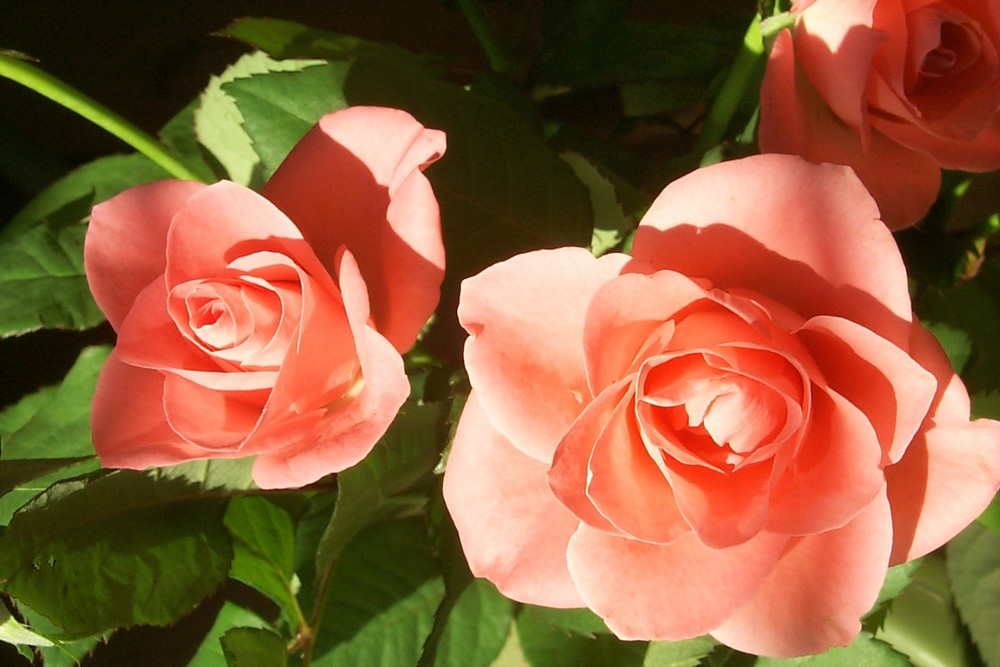 Rosen Foto & Bild | pflanzen, pilze & flechten, blüten- & kleinpflanzen ...